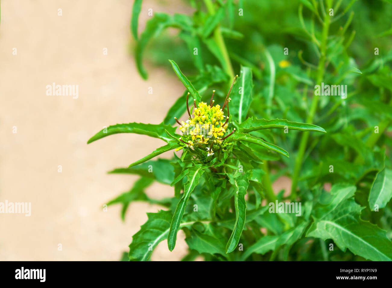 Common yard weed hi-res stock photography and images - Alamy
