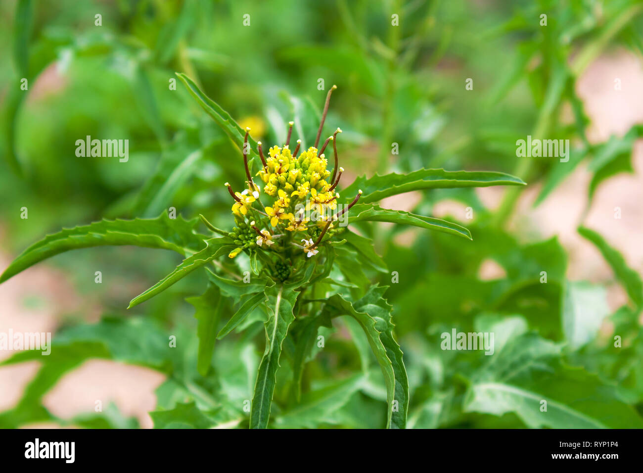Yellow Garden Weed Stock Photo - Alamy