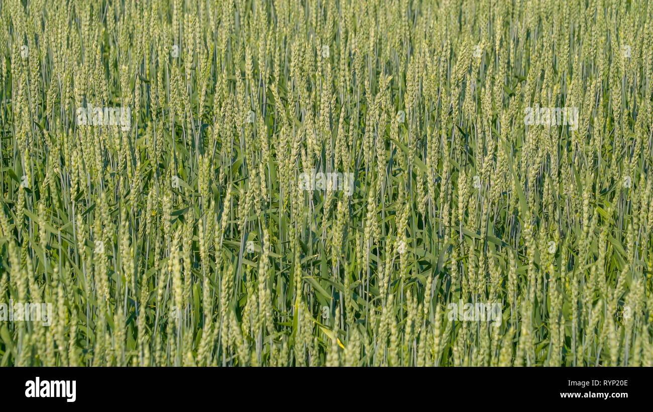 Fine field big crop hi-res stock photography and images - Alamy