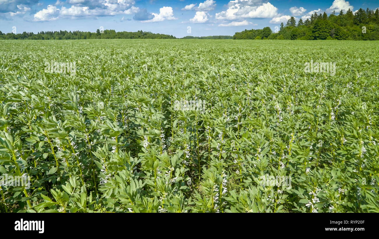 The wide field of the beans in a fine day where big leaves and stalks ...