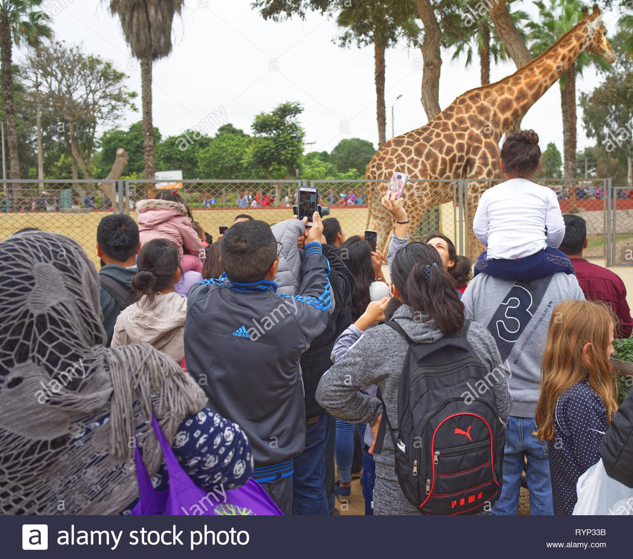 Lima Zoo High Resolution Stock Photography and Images - Alamy