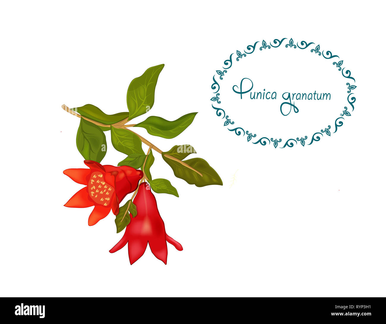 Red flower,Flowering Pomegranate,Illustration of a Blooming Pomegranate ...