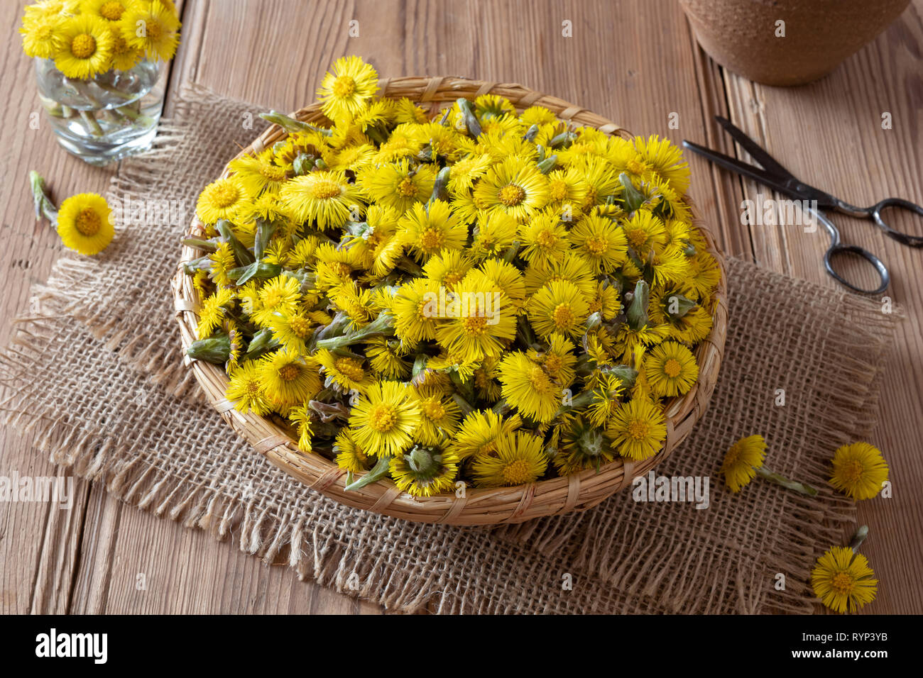 Coltsfoot edible hi-res stock photography and images - Alamy