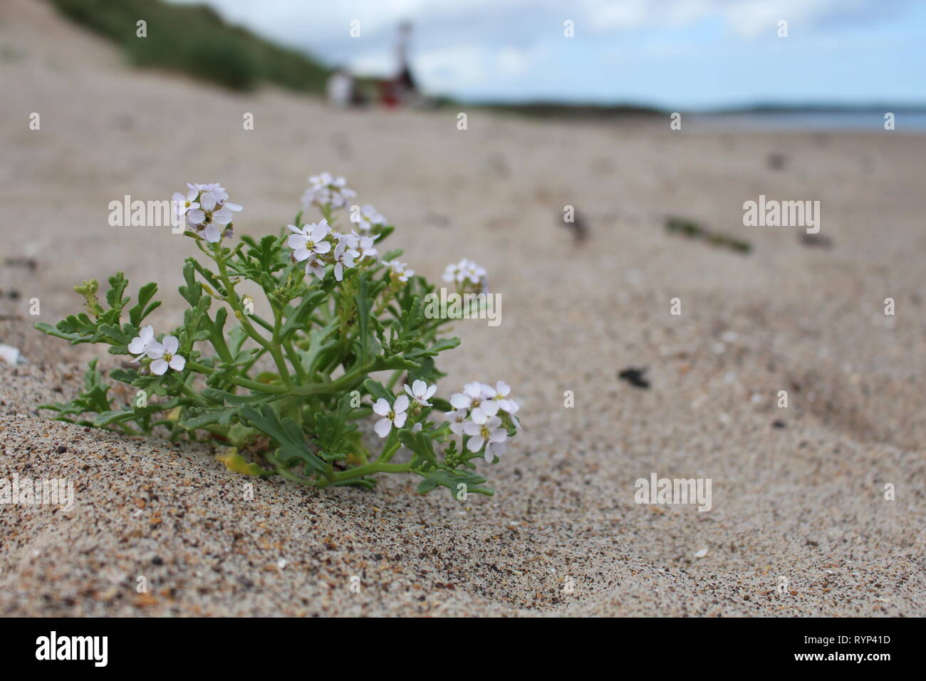 Sand and flower hi-res stock photography and images - Alamy