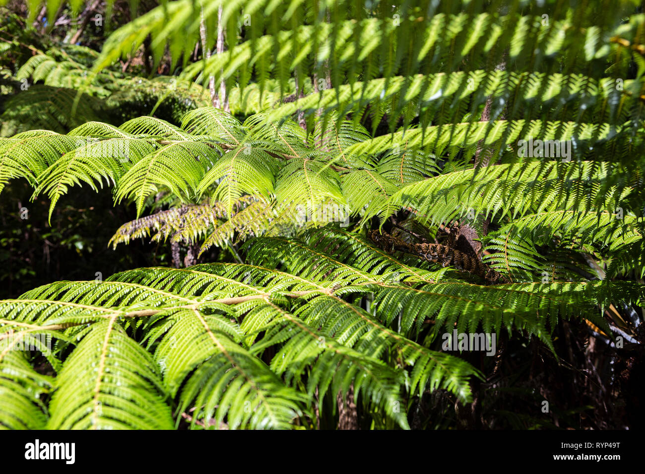 fiddle head fern isolated on black background Stock Photo - Alamy