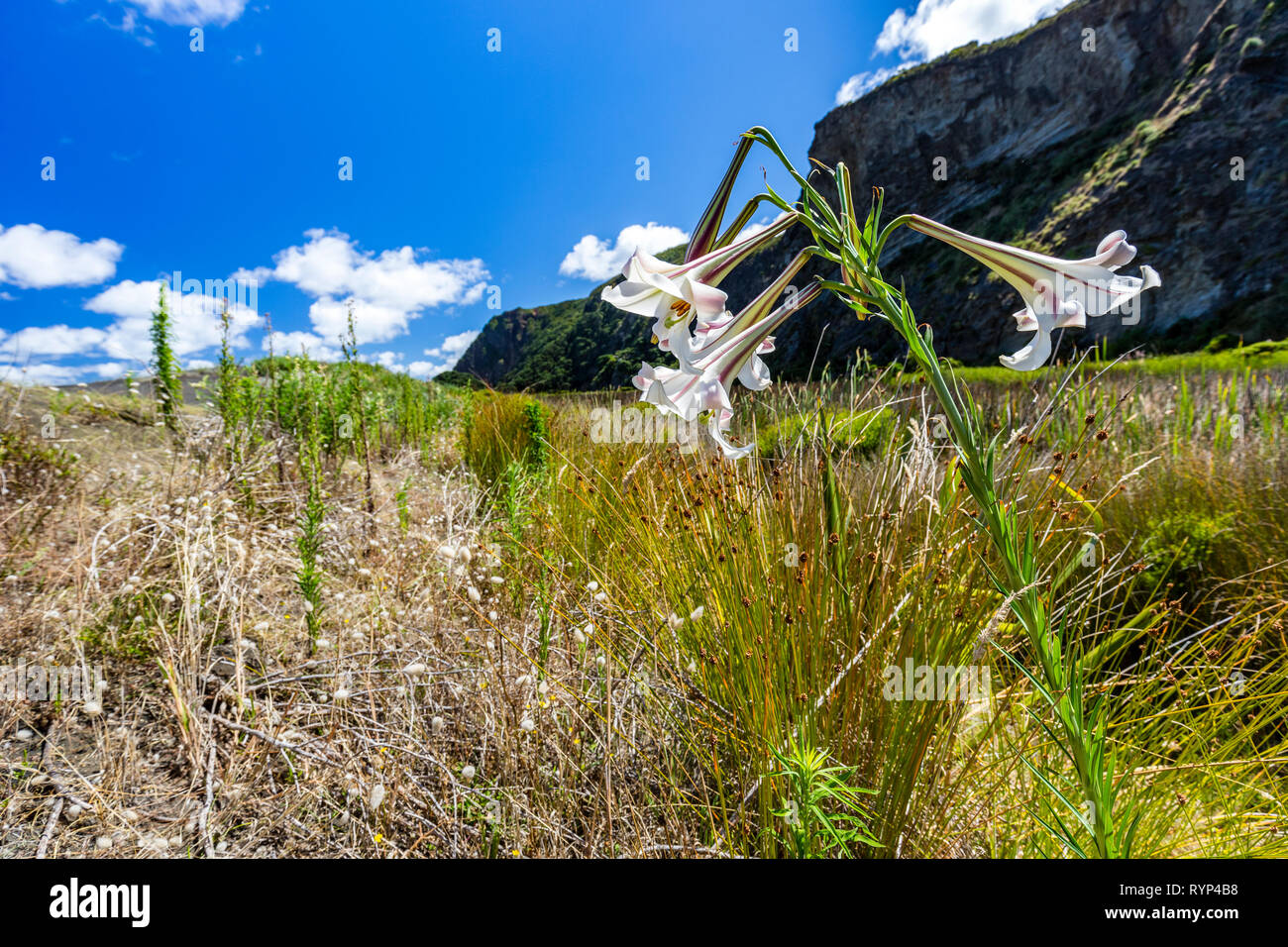 White lily flower new zealand hi-res stock photography and images - Alamy