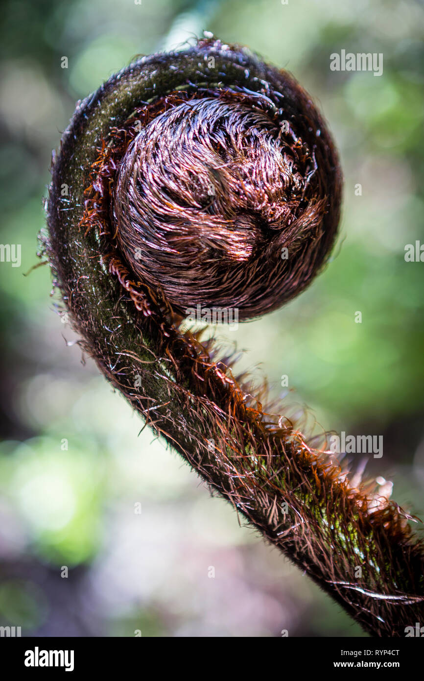 fiddle head fern isolated on unsharp background, New Zealand Stock ...