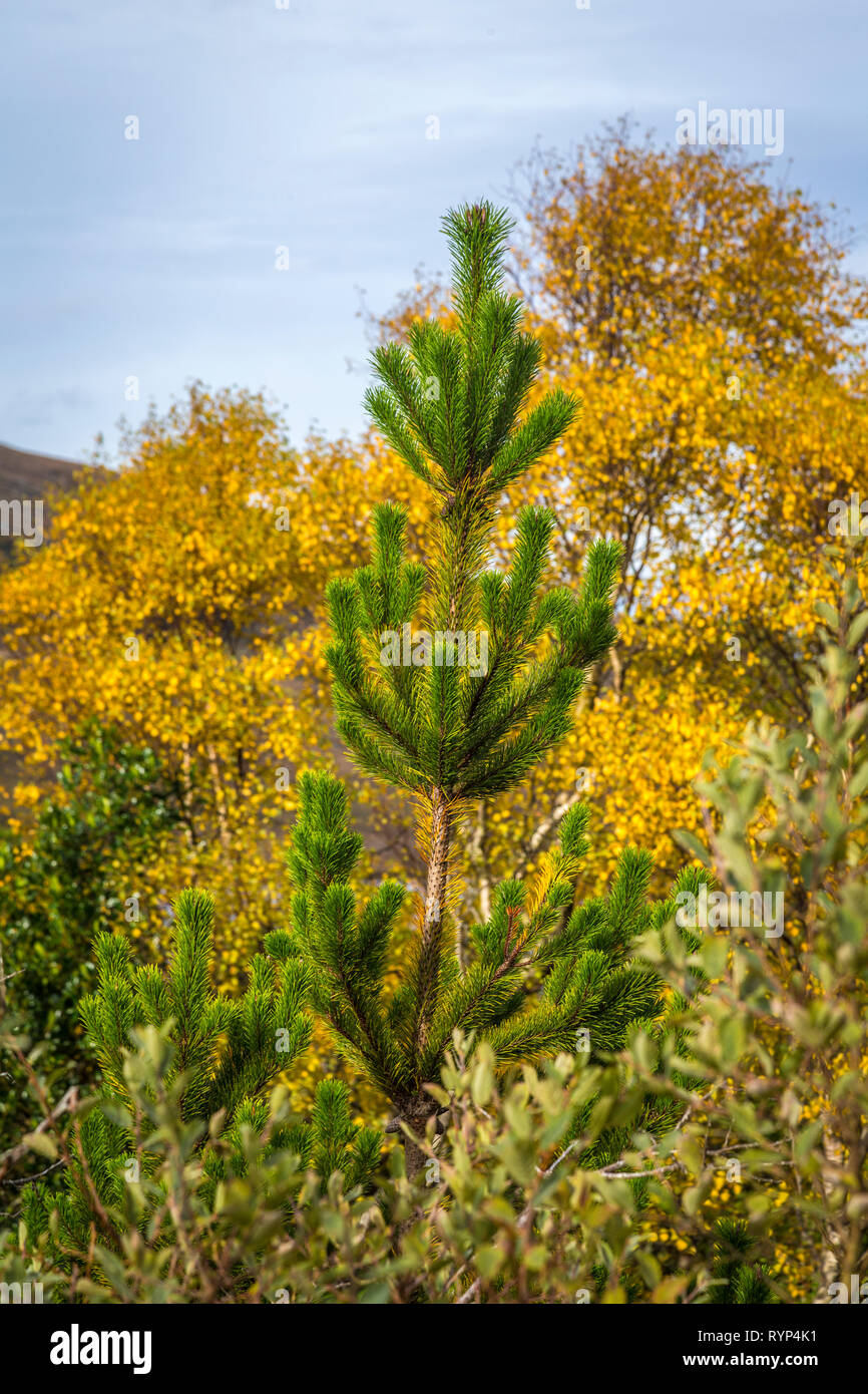 Glenveagh gardens hi-res stock photography and images - Alamy