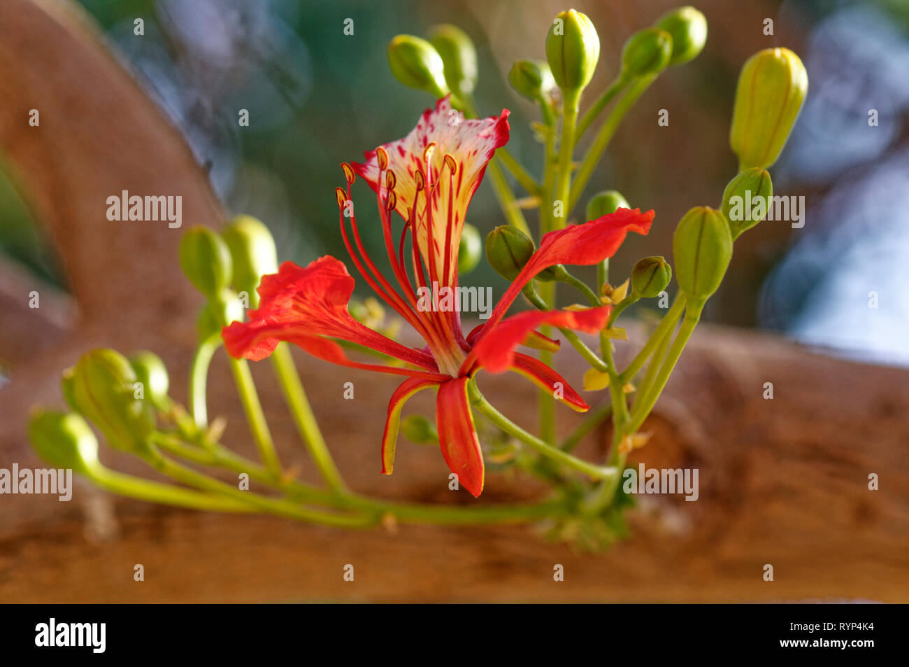 Jordan flowers hi-res stock photography and images - Alamy