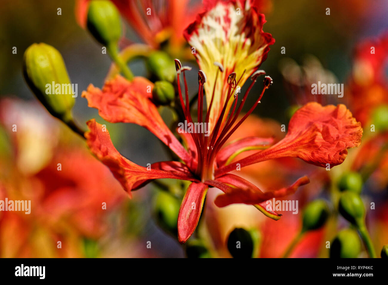 Springtime flowers in Jordan 01 Stock Photo - Alamy