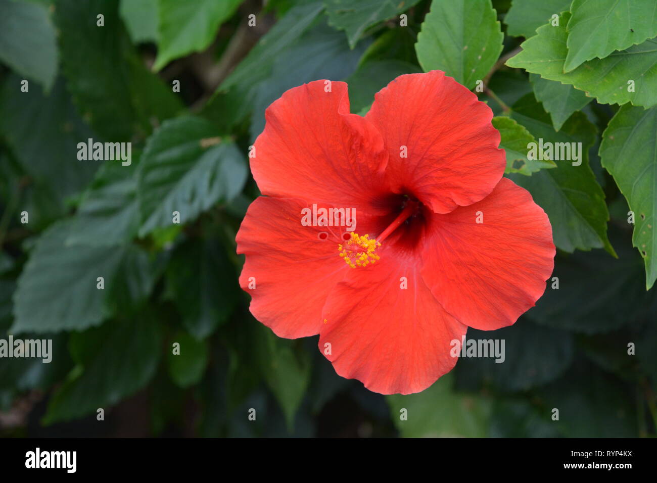 Hibiscus flower behind ear hi-res stock photography and images - Alamy