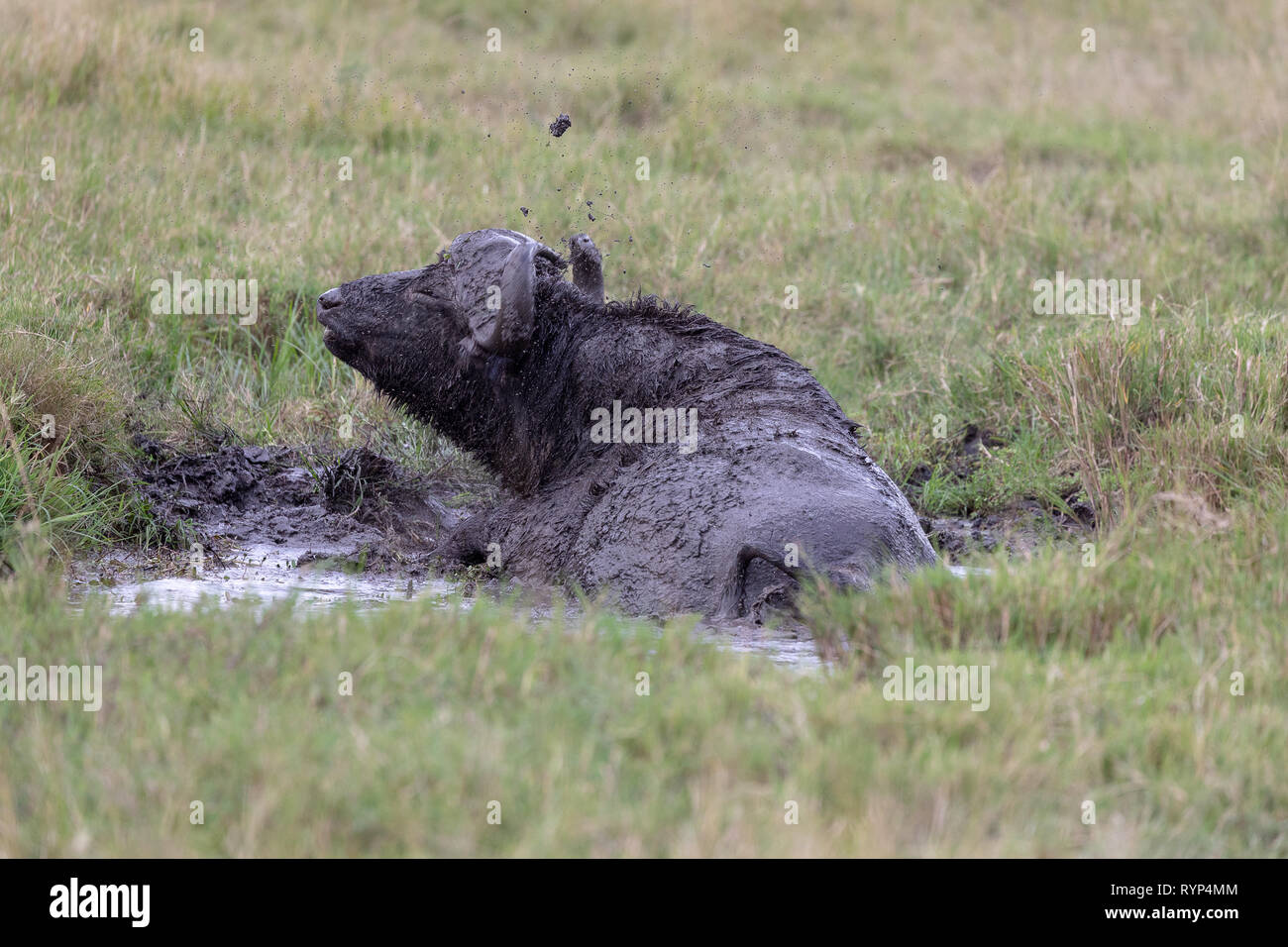 Cape Buffalo, Kenya, Africa Stock Photo - Alamy