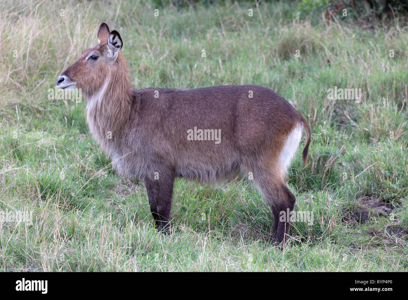 Waterbuck, Kenya Africa Stock Photo - Alamy