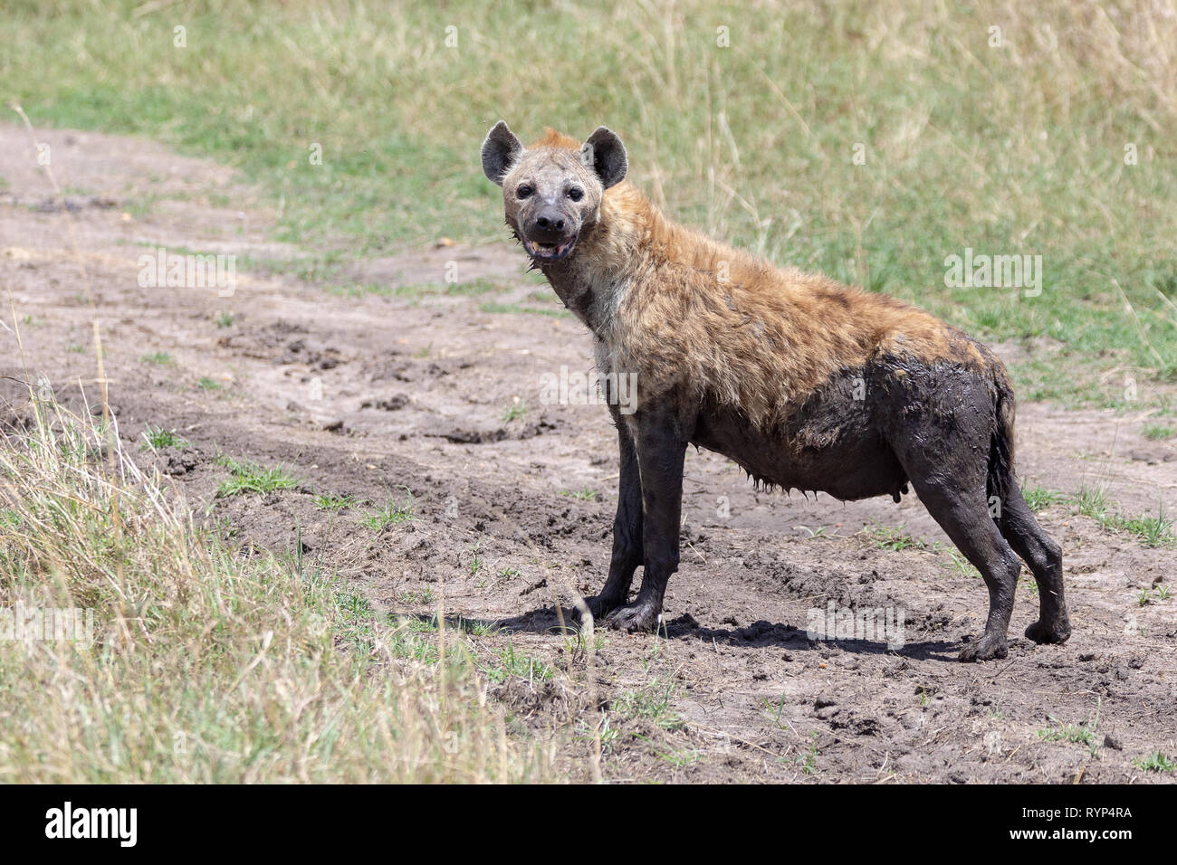 Spotted Hyena, Kenya Africa Stock Photo - Alamy
