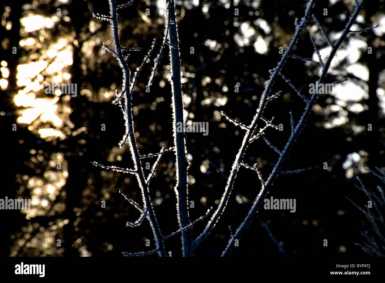 Winter stroll in the forest Stock Photo - Alamy