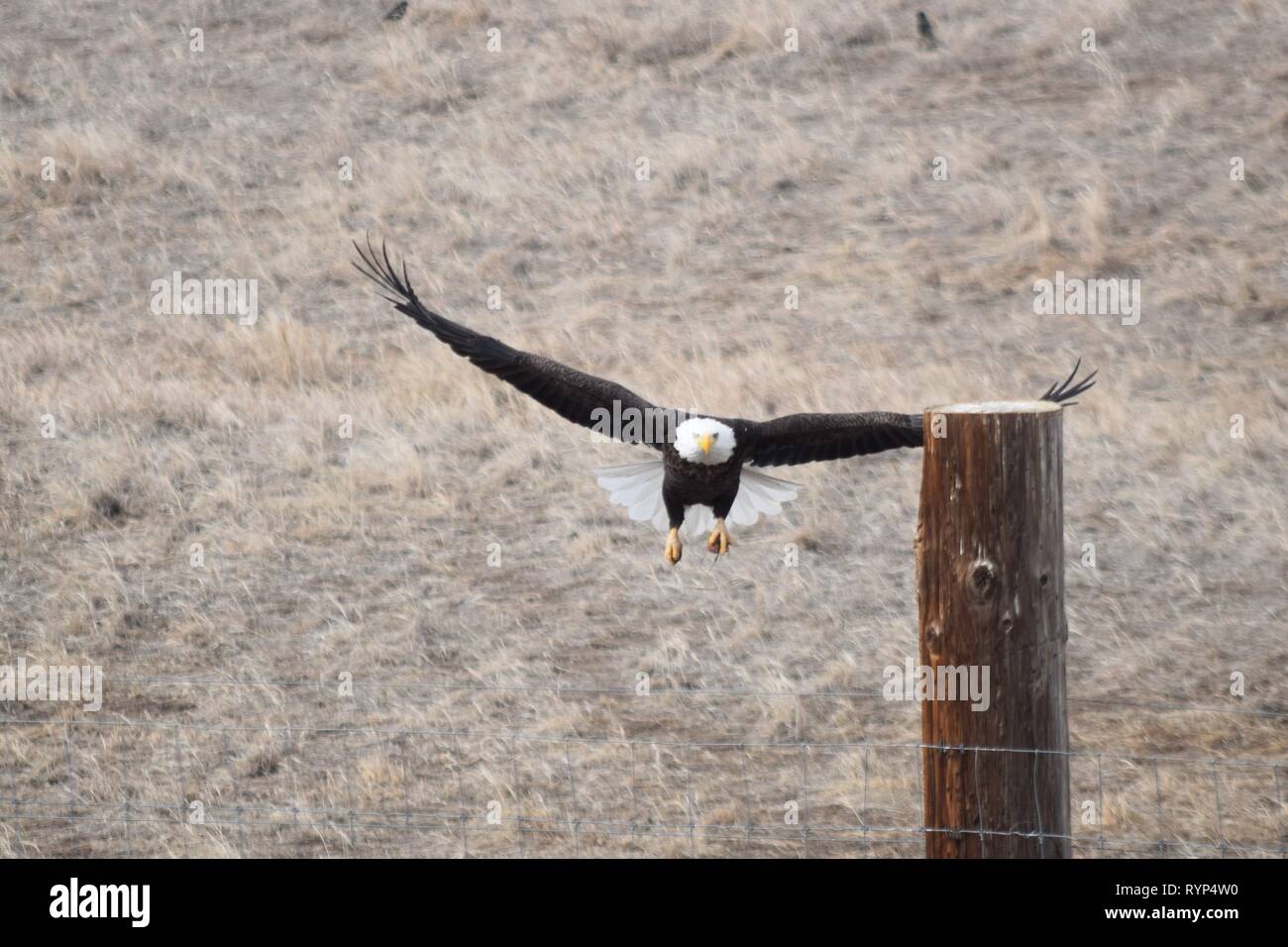 Bald eagle flies down hi-res stock photography and images - Alamy