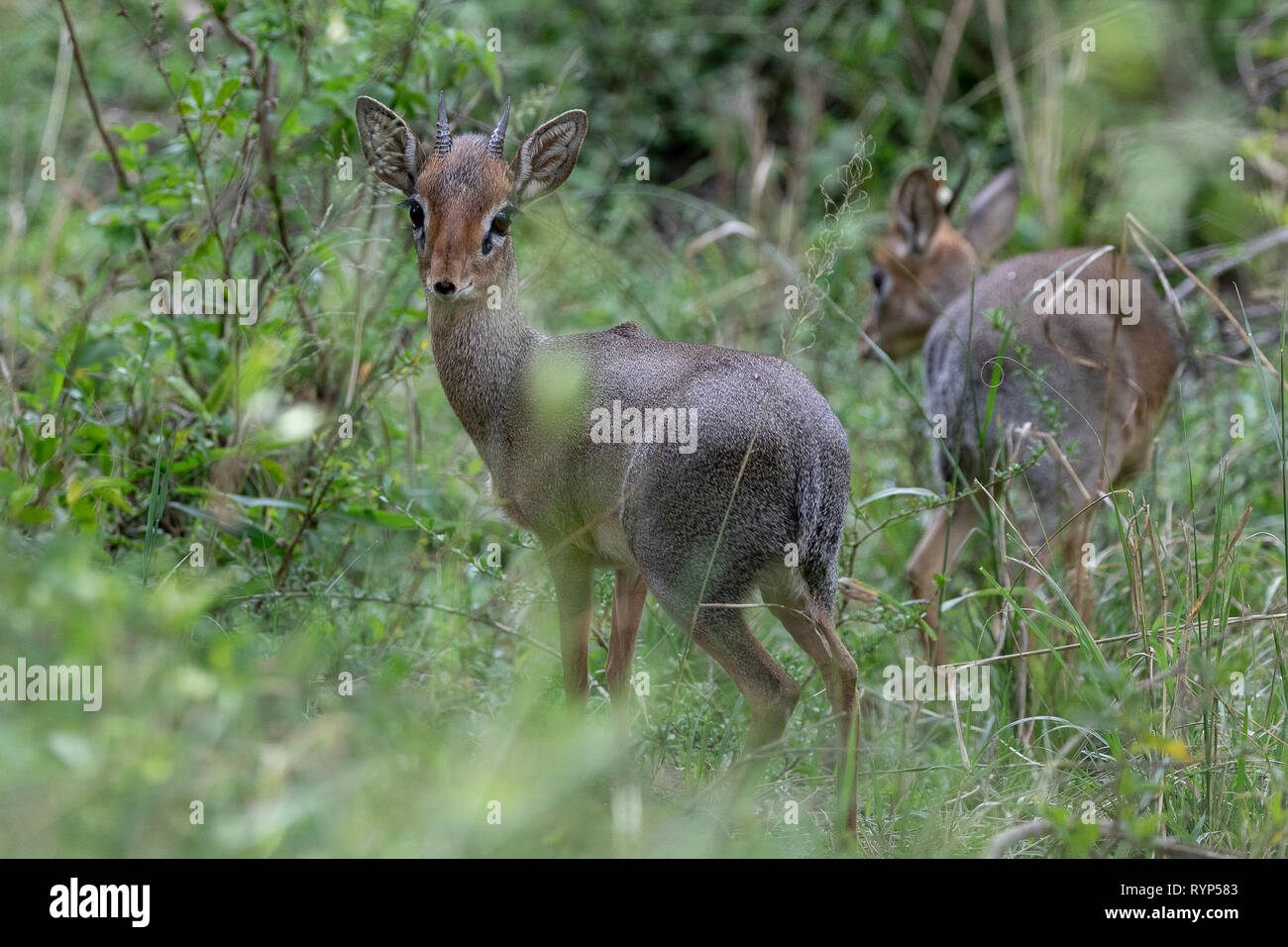 Klipspringer kenya hi-res stock photography and images - Alamy