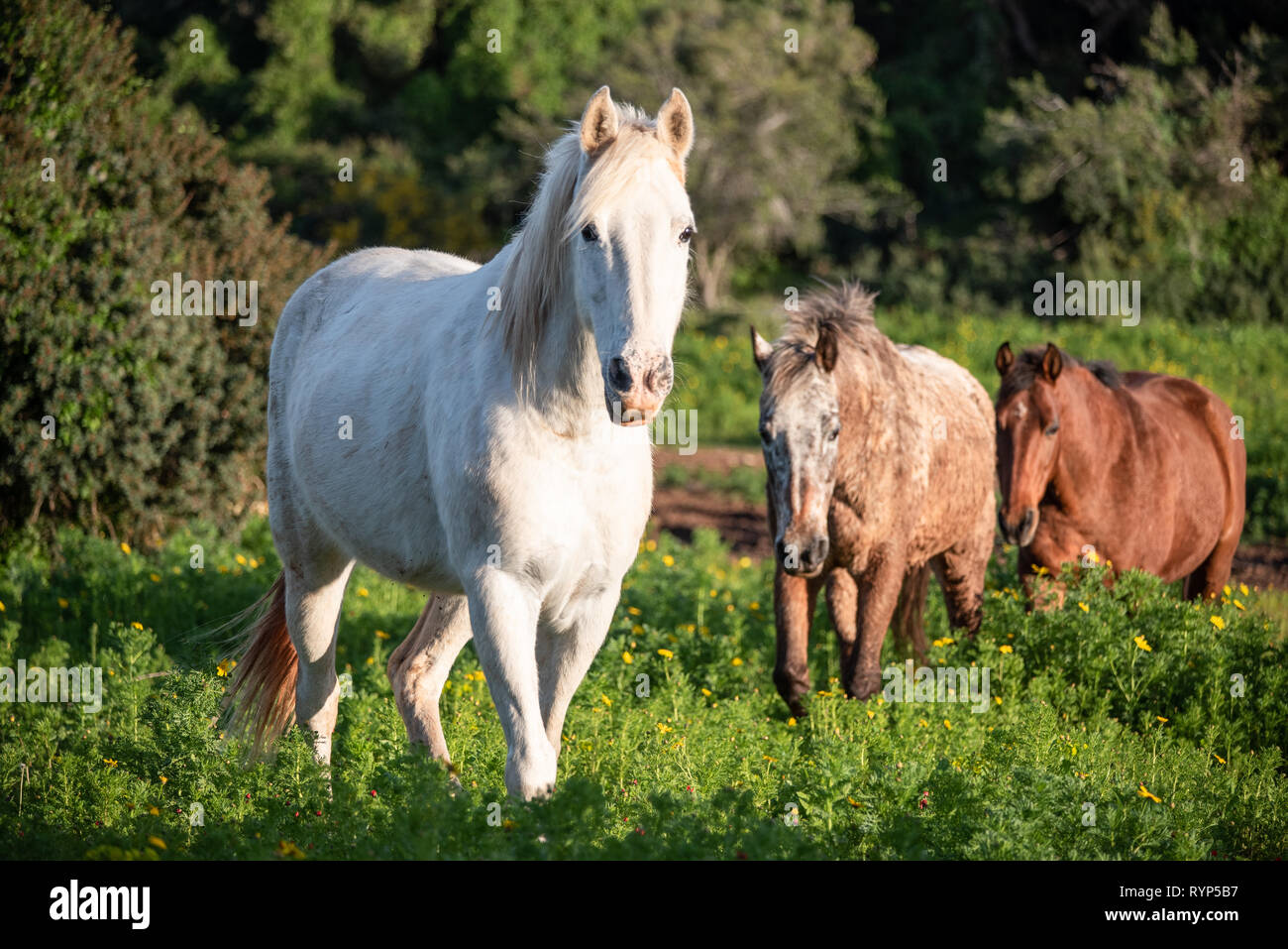 Three horses in a ranch hi-res stock photography and images - Alamy