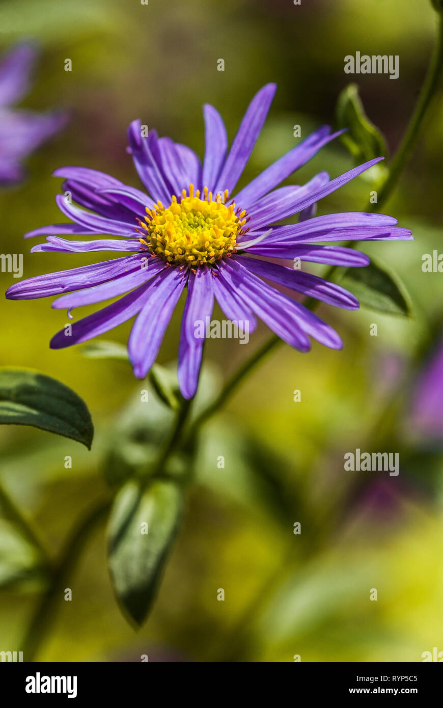 Aster frikartii monch hi-res stock photography and images - Alamy