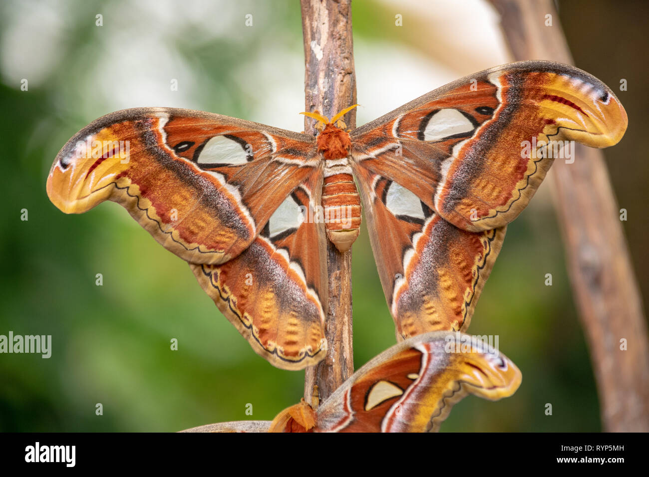Atlas moth caterpillar hi-res stock photography and images - Alamy