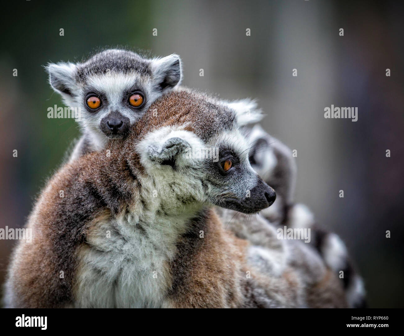 Lemurs cute hi-res stock photography and images - Alamy