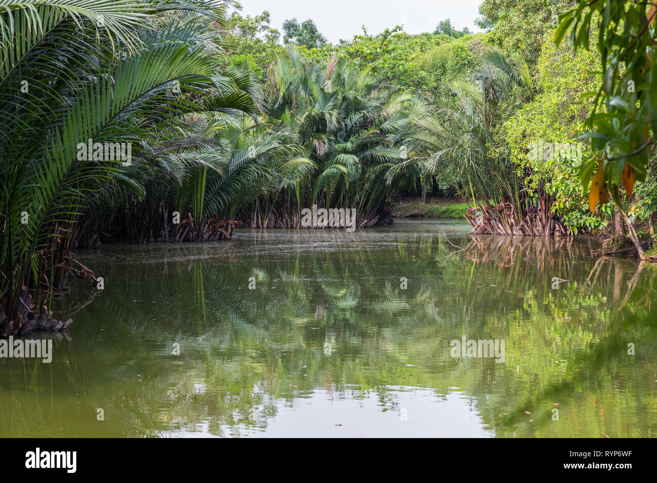 Nipa Stock Photos & Nipa Stock Images - Alamy