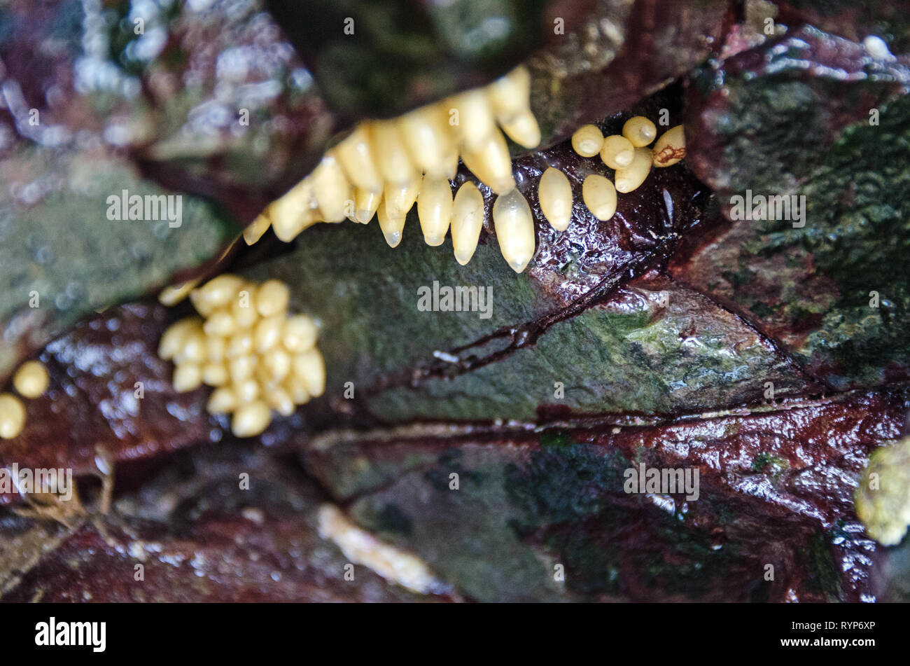 Whelk eggs hi-res stock photography and images - Alamy