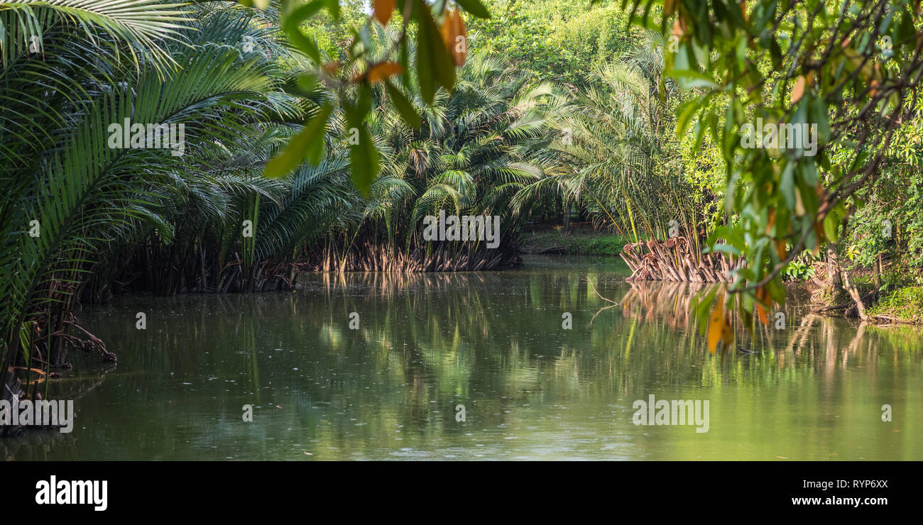 Nipa palms' thickets along a lake in Sri Nakhon Khuean Khan Park and ...
