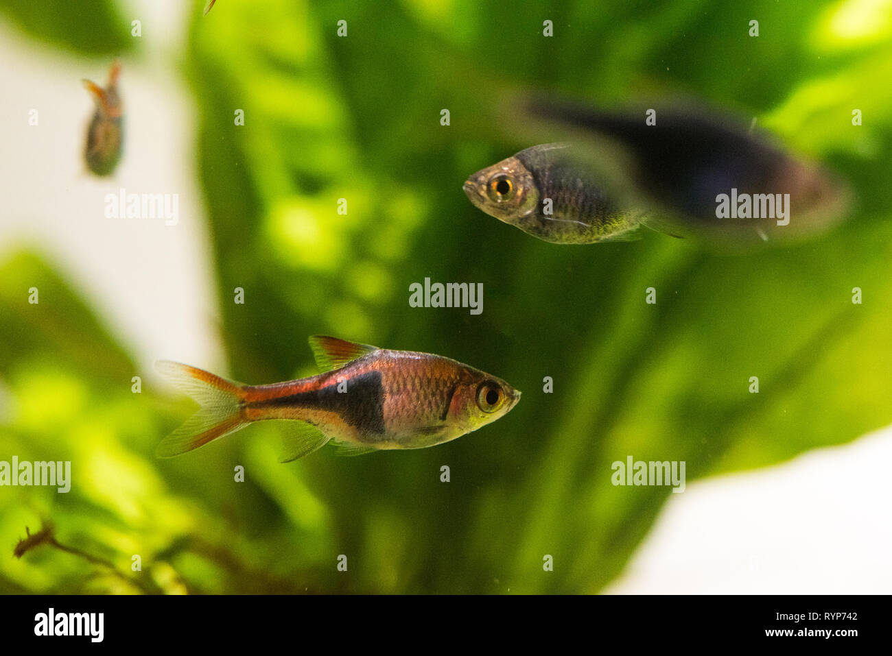 Rasbora hi-res stock photography and images - Alamy