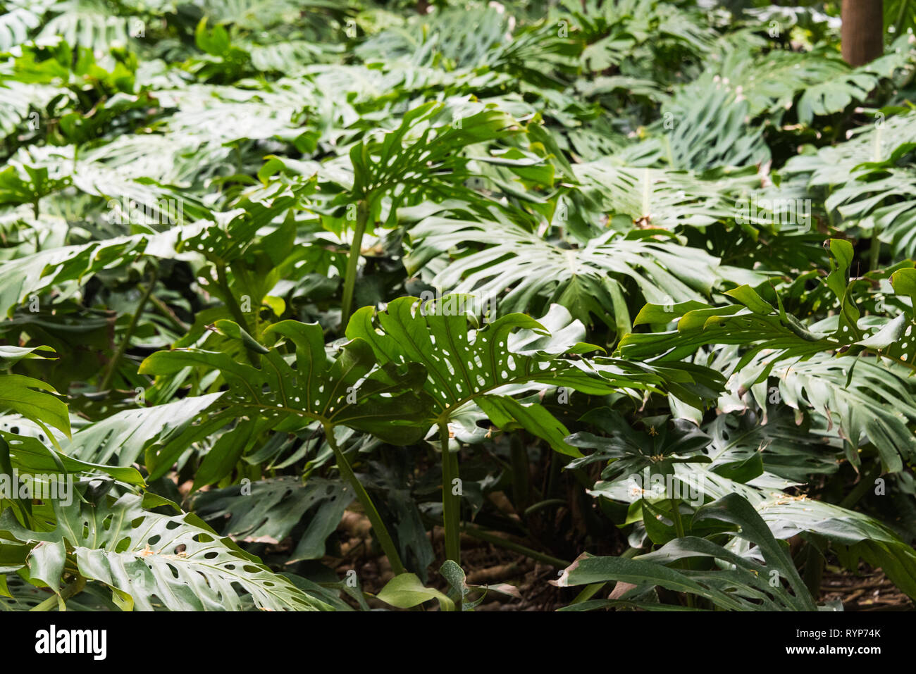 Massive leaf hi-res stock photography and images - Alamy