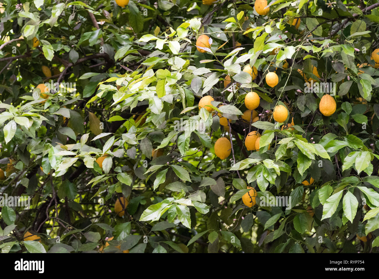 Citrus deliciosa hi-res stock photography and images - Alamy