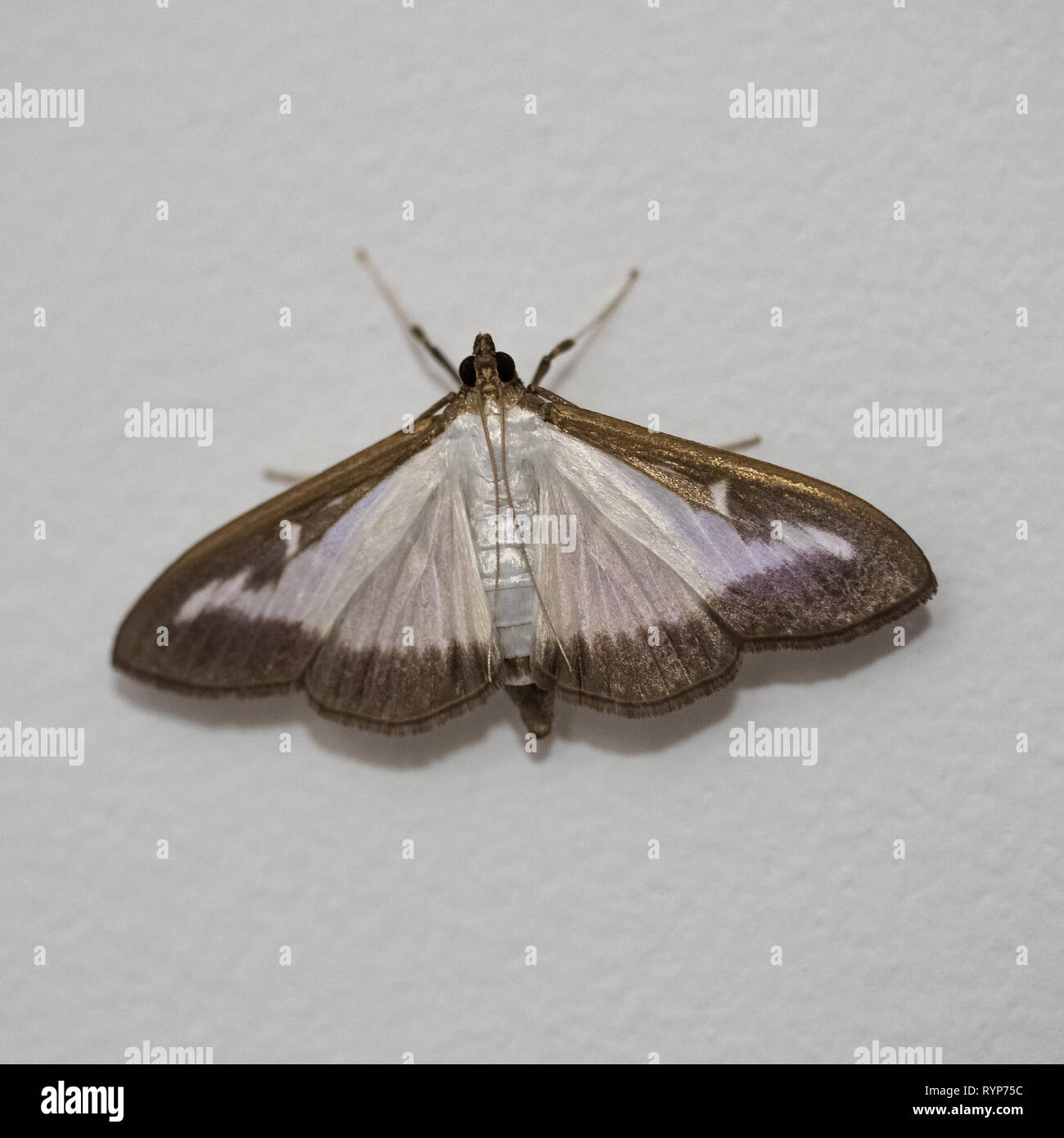 Night butterfly hi-res stock photography and images - Alamy