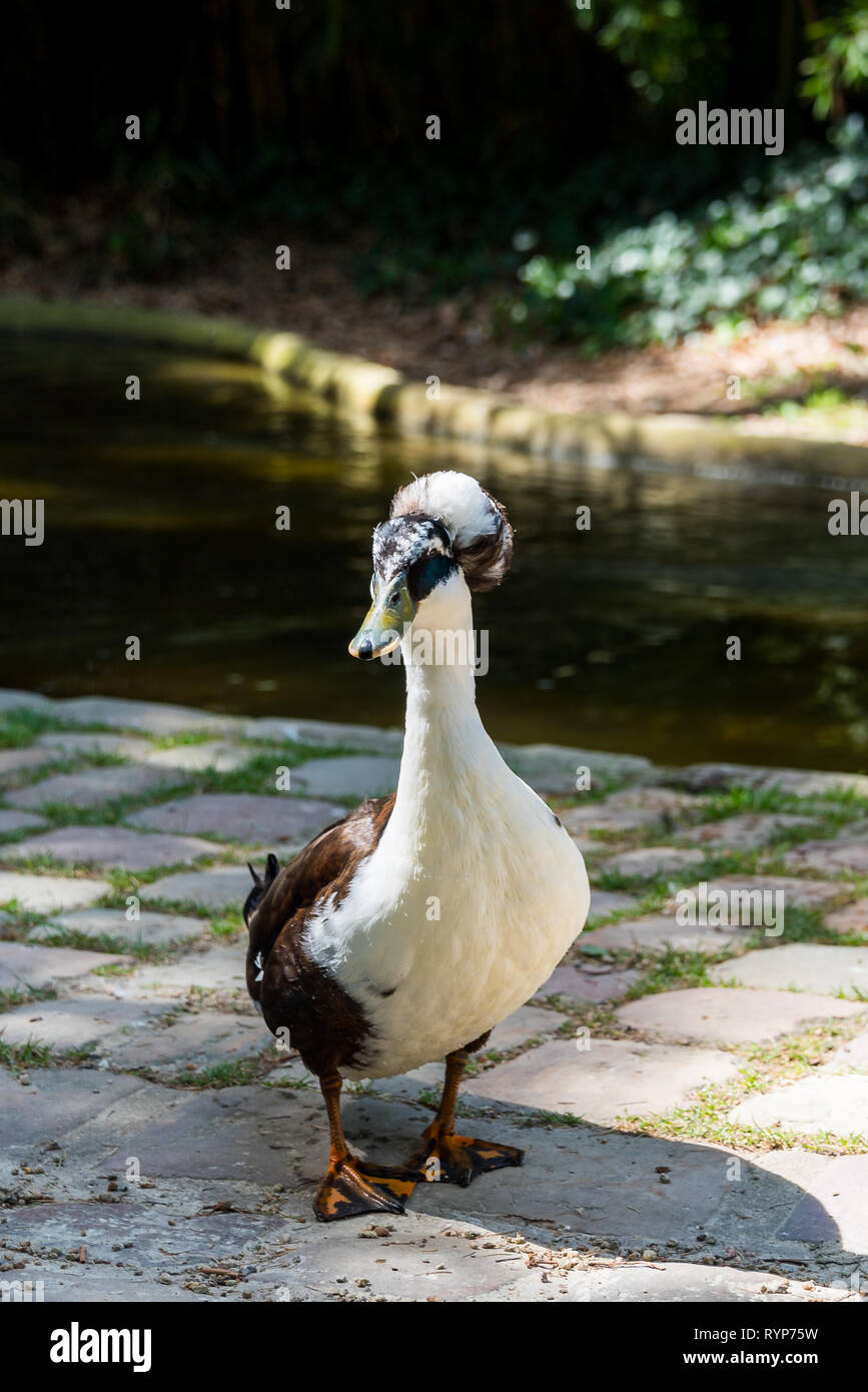 Duck Hairstyle Atelier Yuwa Ciao Jp