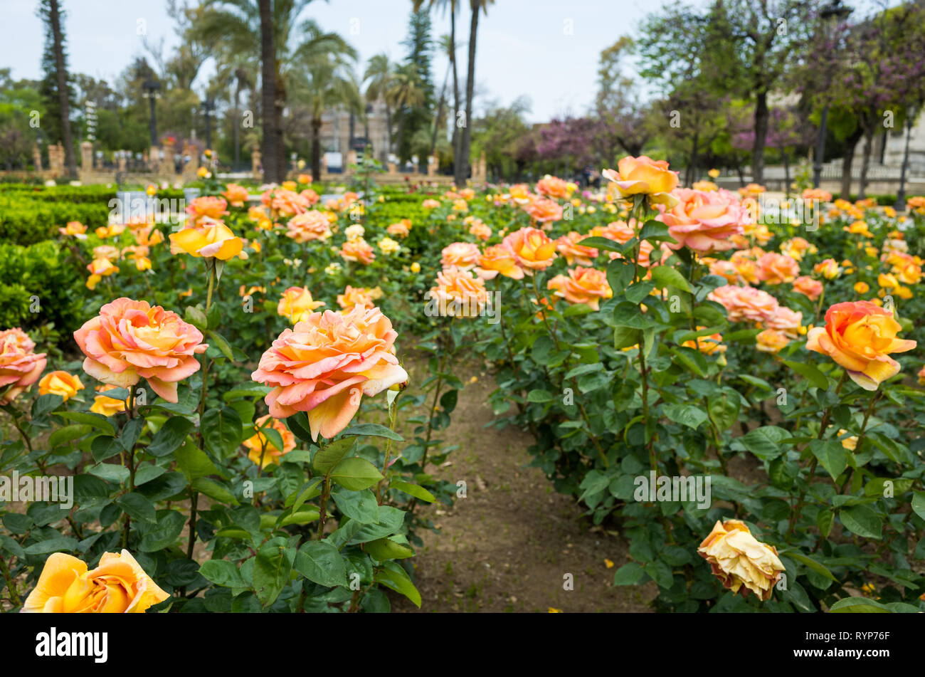 Julia roses hi-res stock photography and images - Alamy