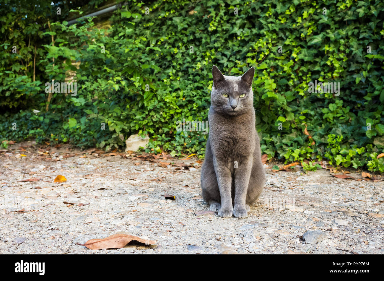Medium haired small cat hi-res stock photography and images - Alamy