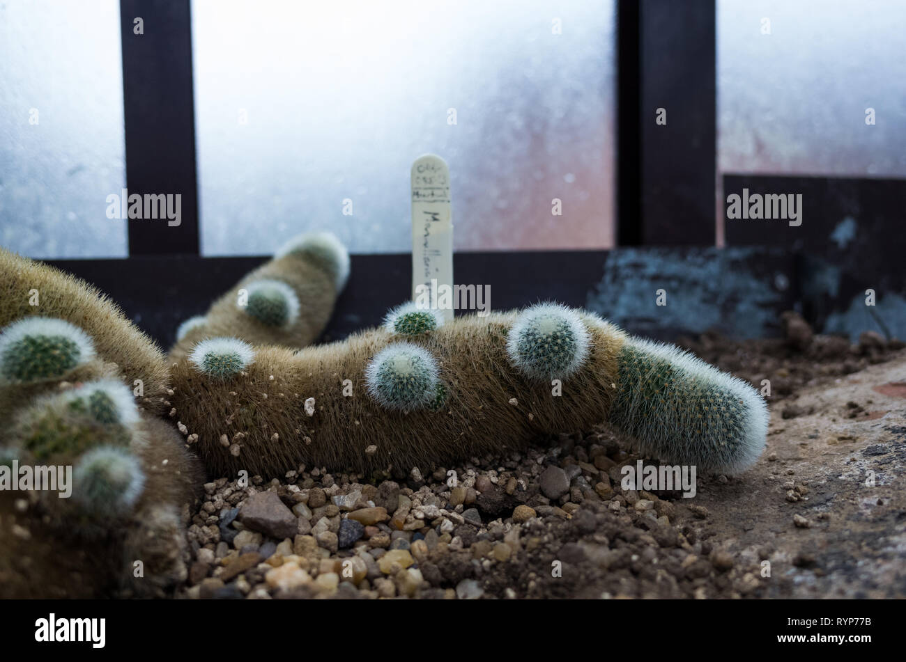 Very strange cactus hi-res stock photography and images - Alamy
