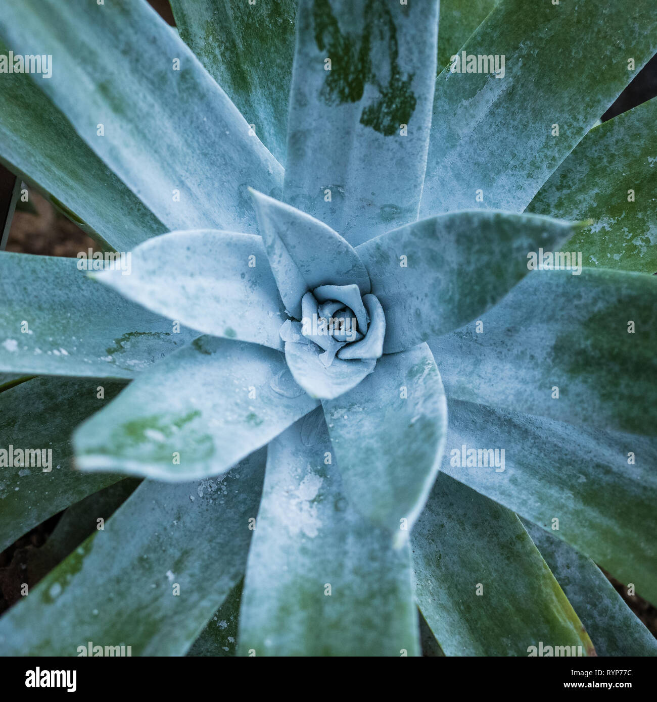 Sitting at an aloe hi-res stock photography and images - Alamy