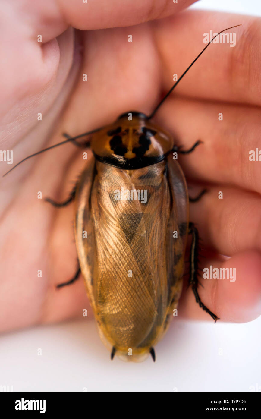 Cockroach Blaberus craniifer one of the types of South American ...