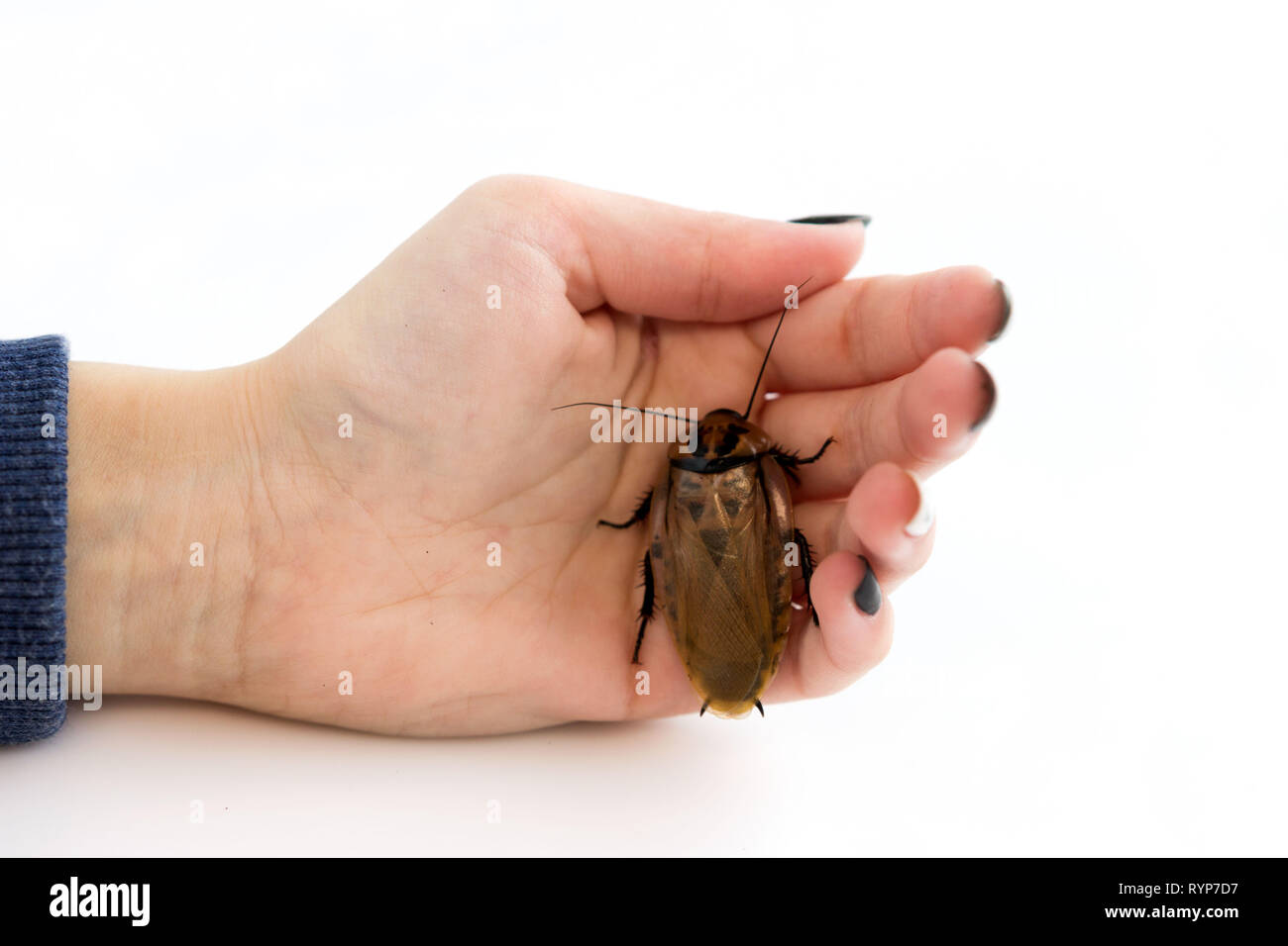 Cockroach Blaberus craniifer one of the types of South American ...