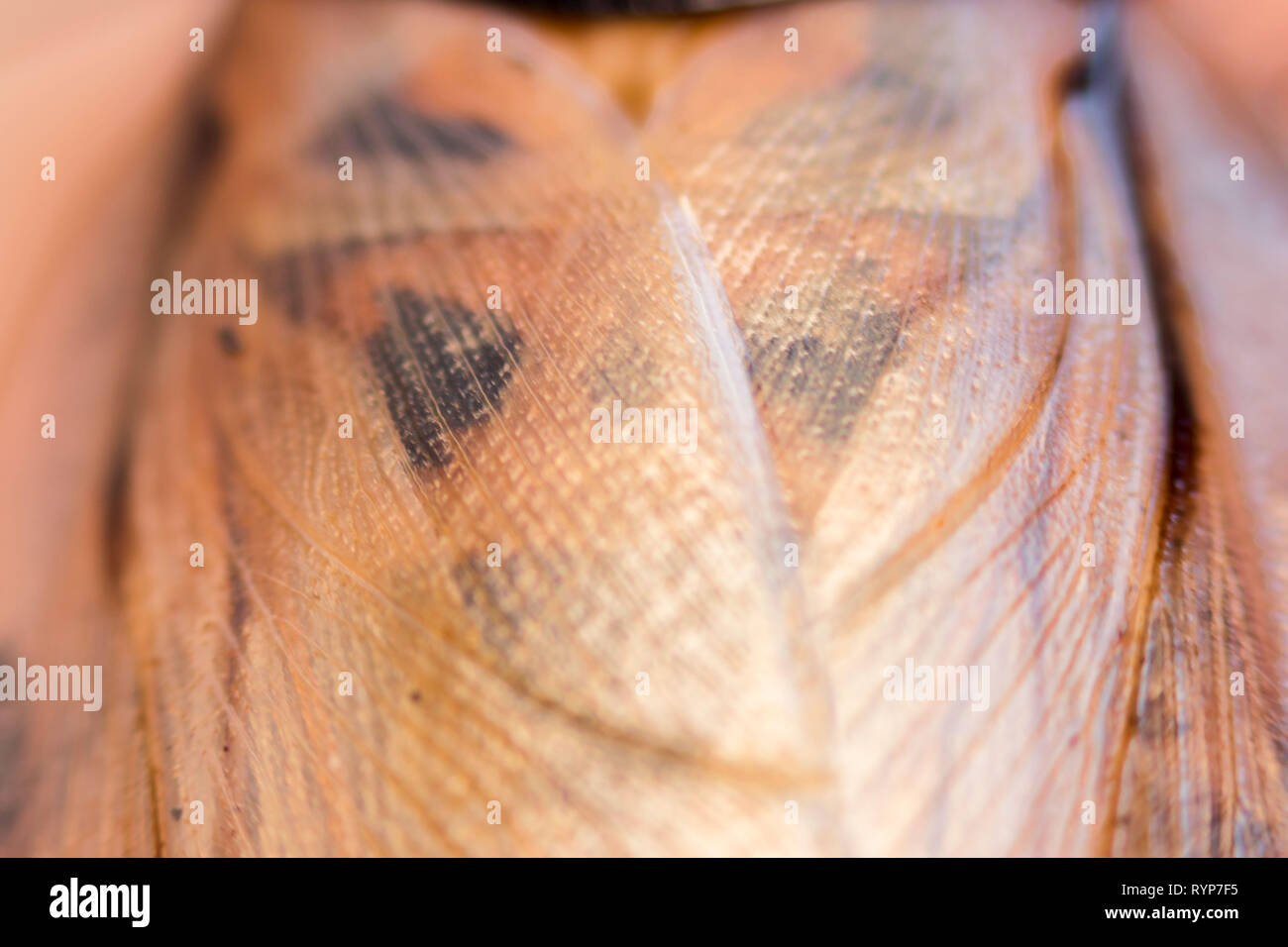 Cockroach Blaberus craniifer one of the types of South American ...