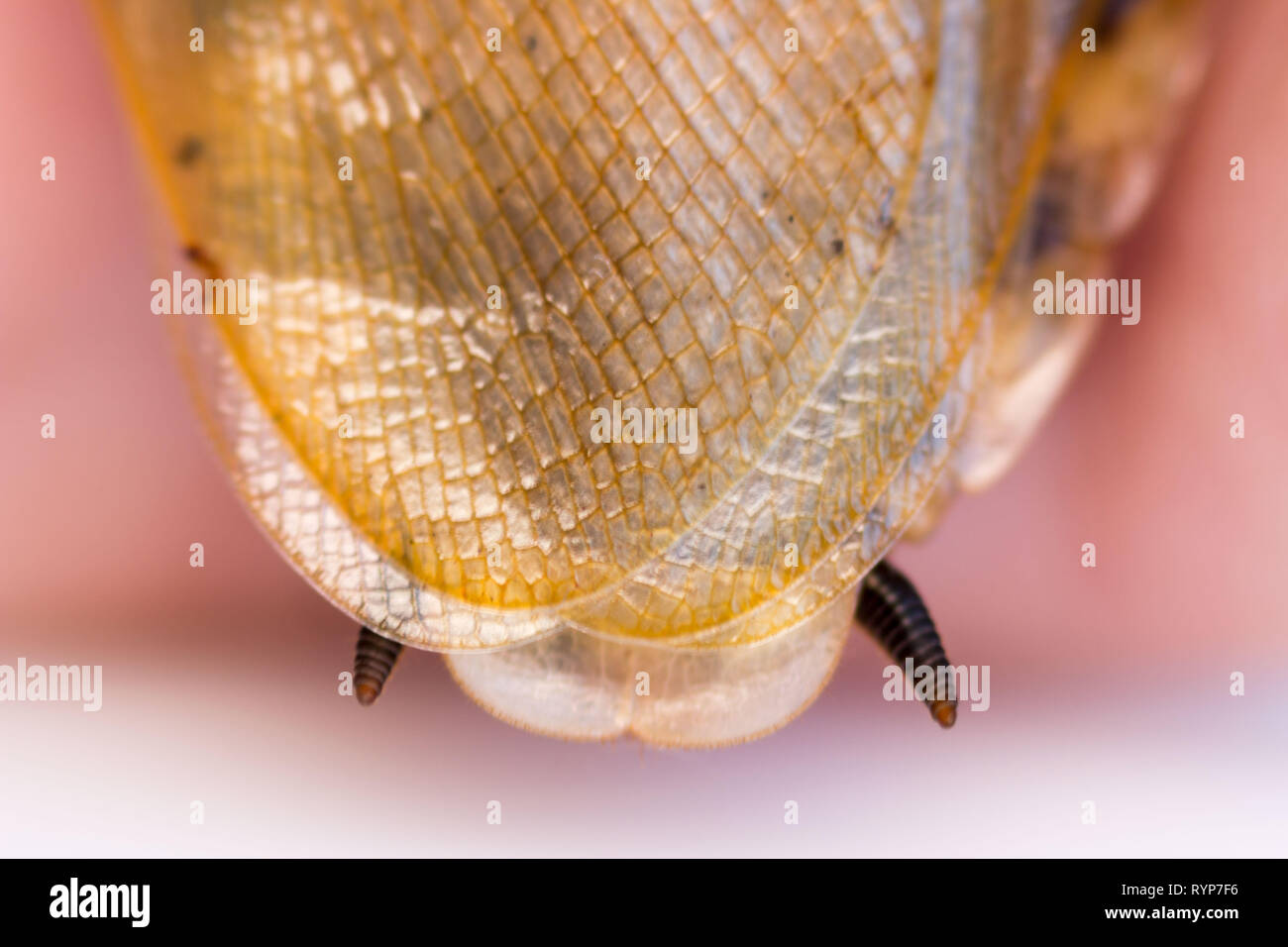 Cockroach Blaberus craniifer one of the types of South American ...