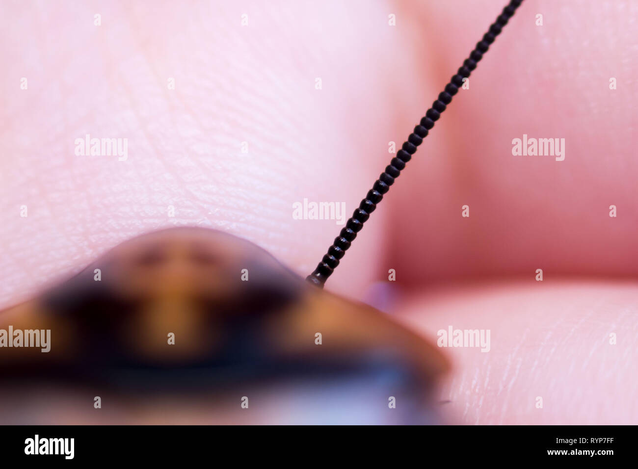 Cockroach Blaberus craniifer one of the types of South American ...