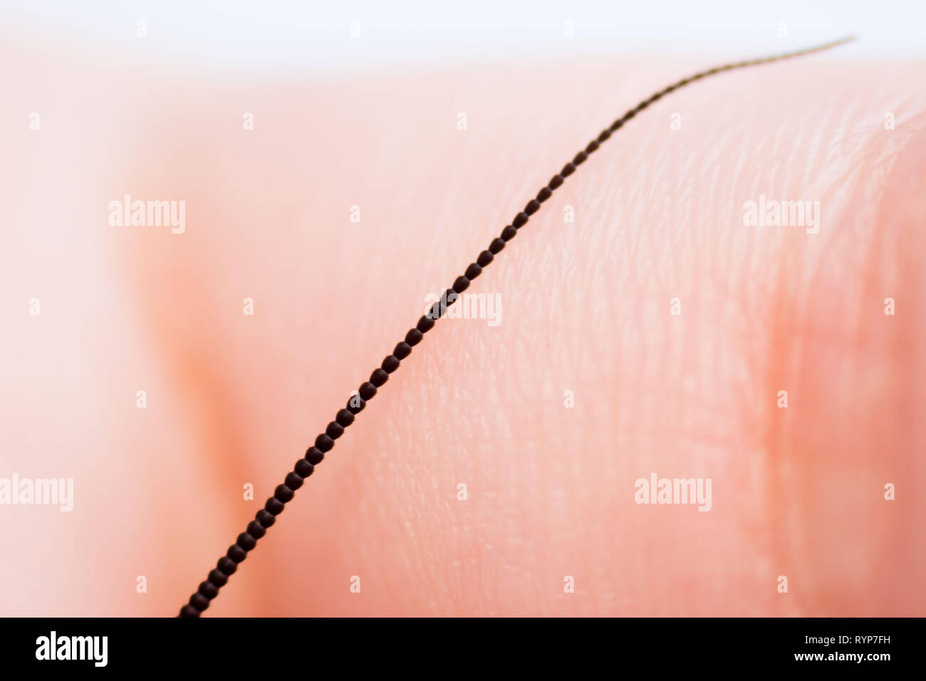 Cockroach Blaberus craniifer one of the types of South American ...