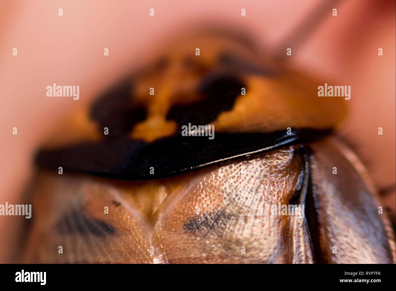 Skull cockroaches hi-res stock photography and images - Alamy