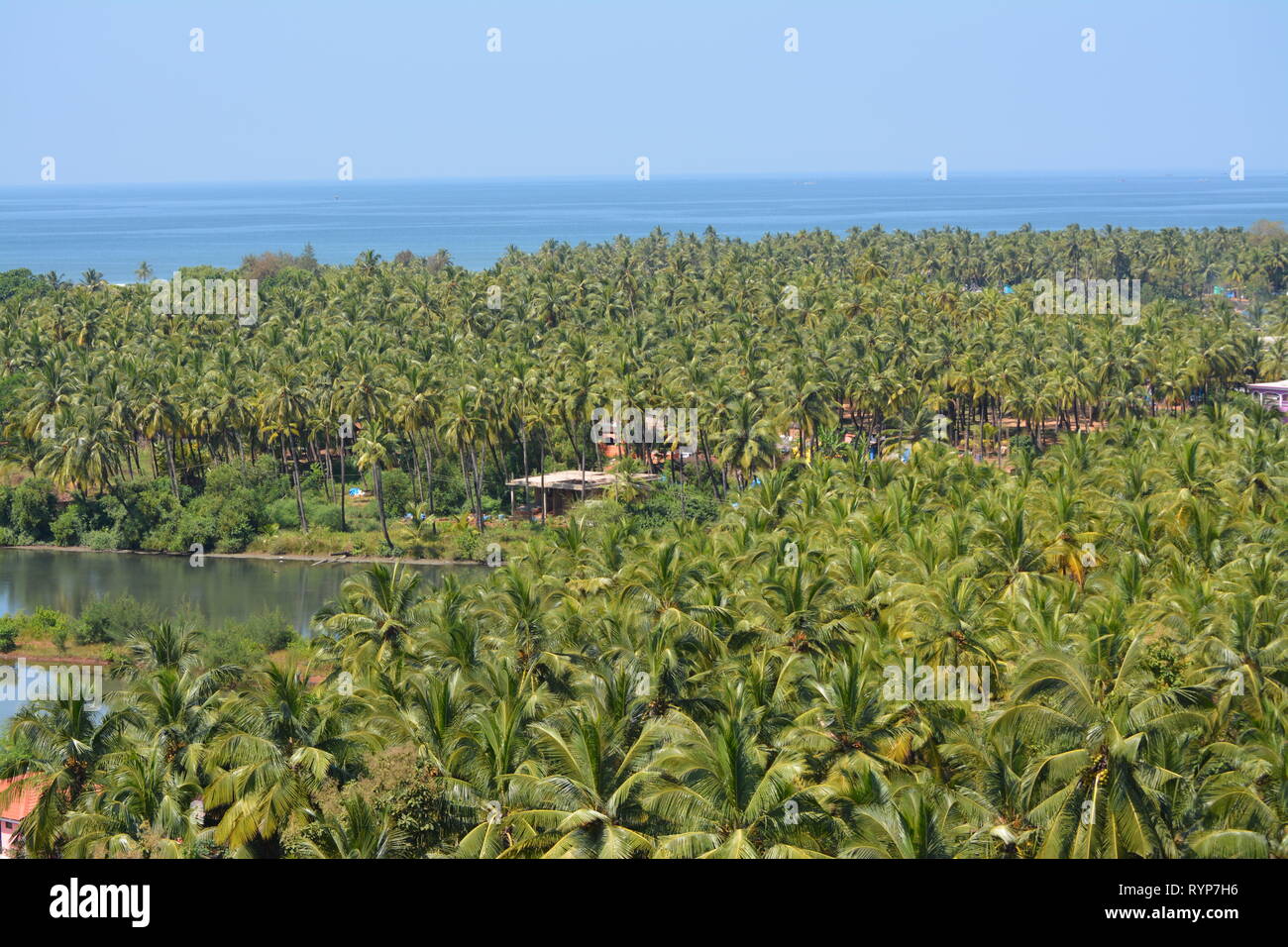 Goa coconut tree hi-res stock photography and images - Alamy