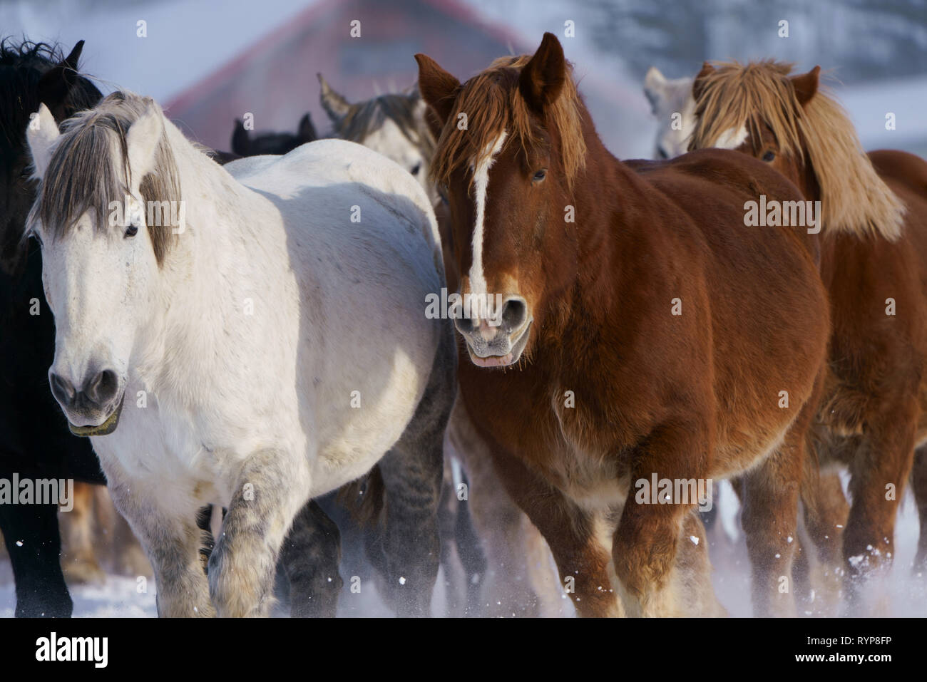 Horse in Winter Stock Photo - Alamy