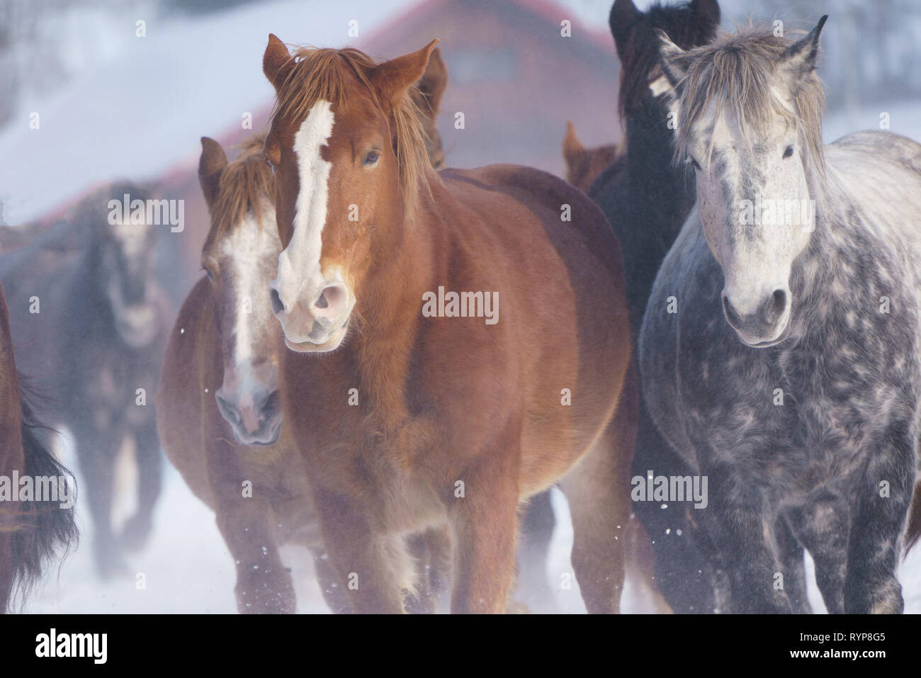 Horse in Winter Stock Photo - Alamy