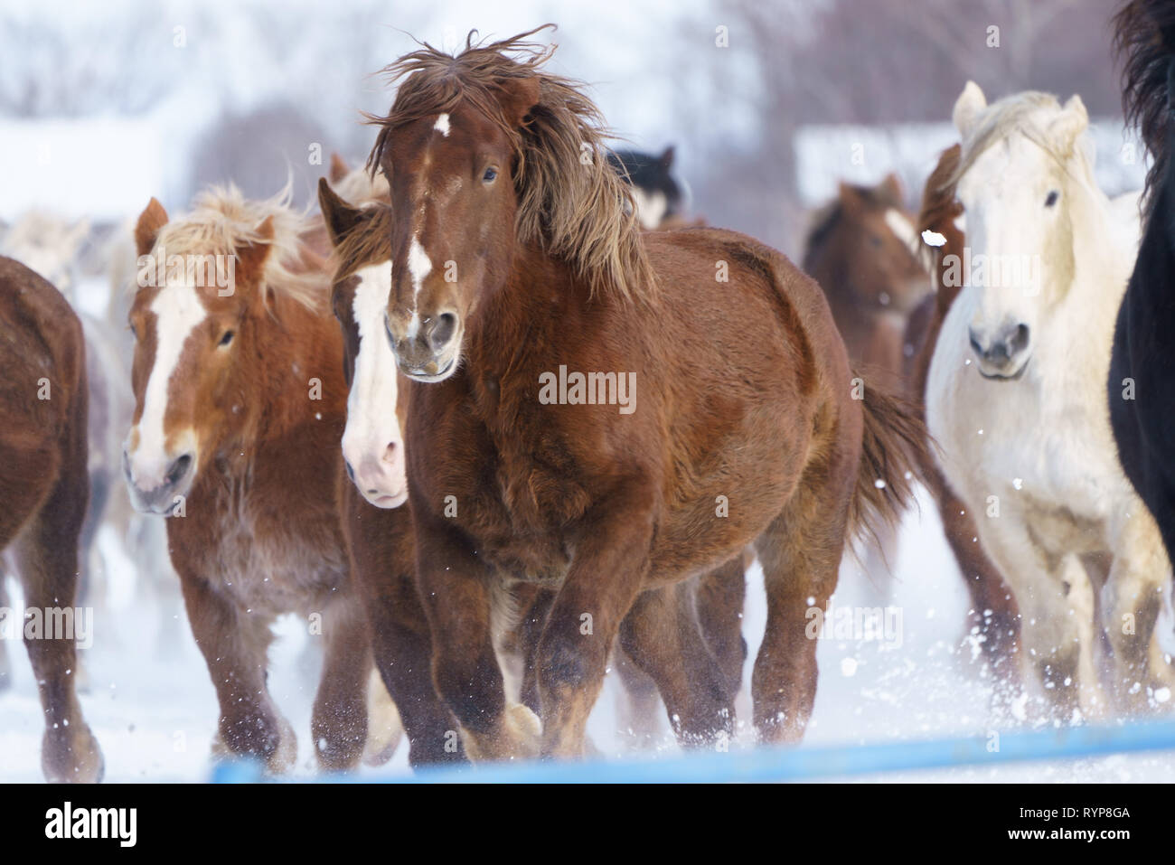Hokkaido pony hi-res stock photography and images - Alamy