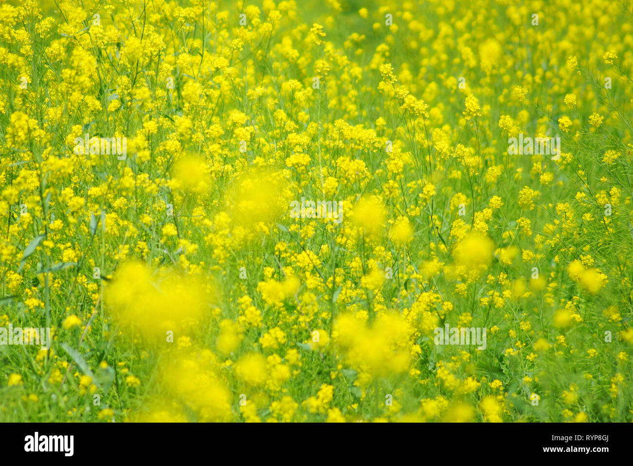Mustard Flower Field Stock Photo - Alamy