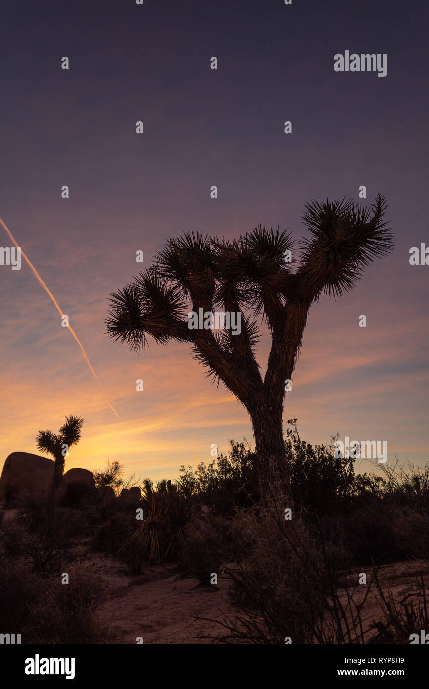 Silhouette of joshua tree hi-res stock photography and images - Alamy